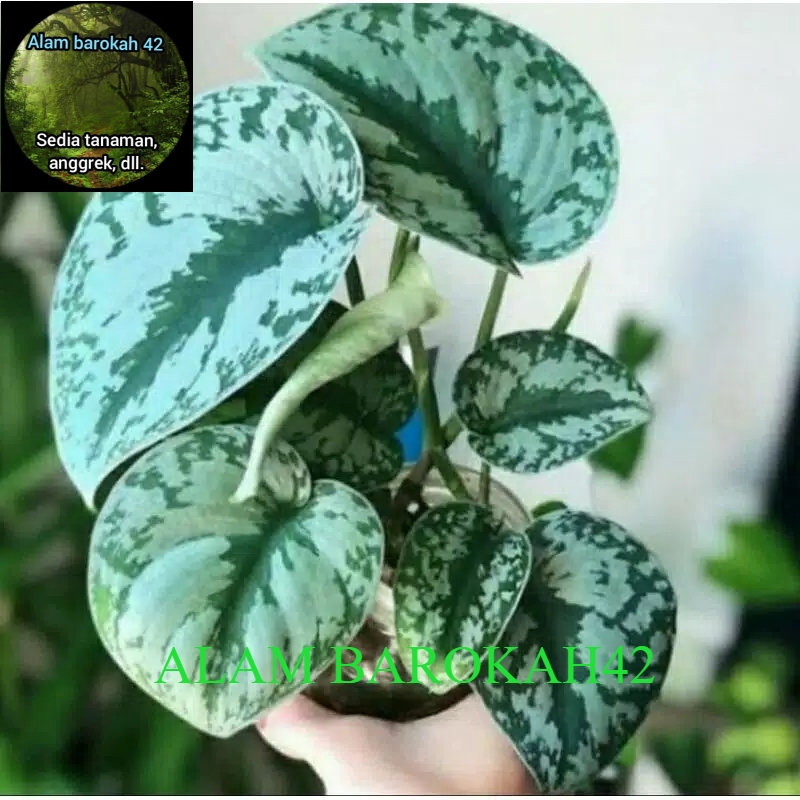 tanaman hias sri gading silver tanaman gantung srigading silver ...