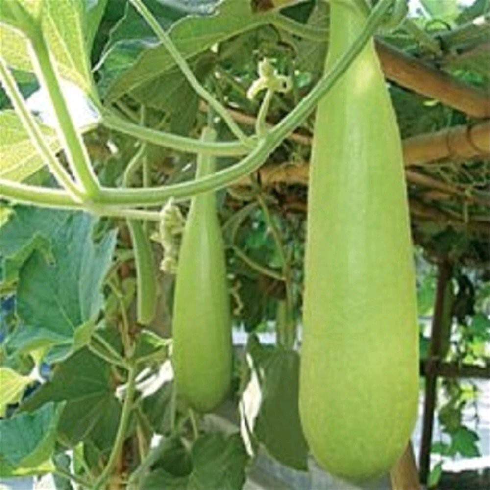 10 Benih labu Labu Air Panjang | Lazada Indonesia