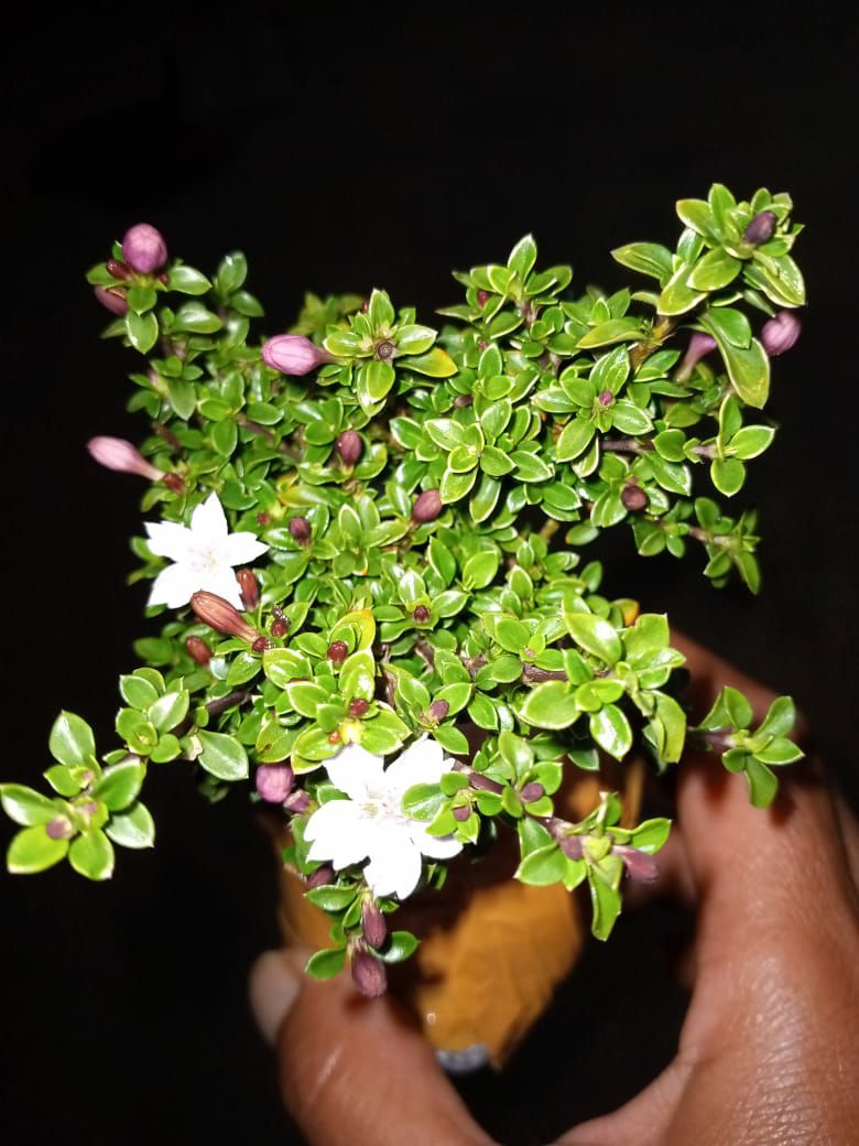 tanaman bunga seribu bintang | Lazada Indonesia