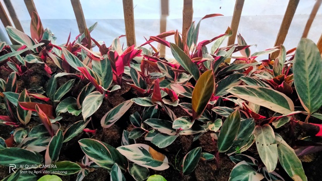 Sofie Florist - Tanaman Hias Maranta Bali - Calathea tri Color Bunga ...