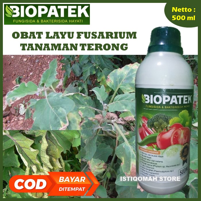 Obat Layu Fusarium Pada Tanaman Terong Paling Manjur Bagus MURAH ...