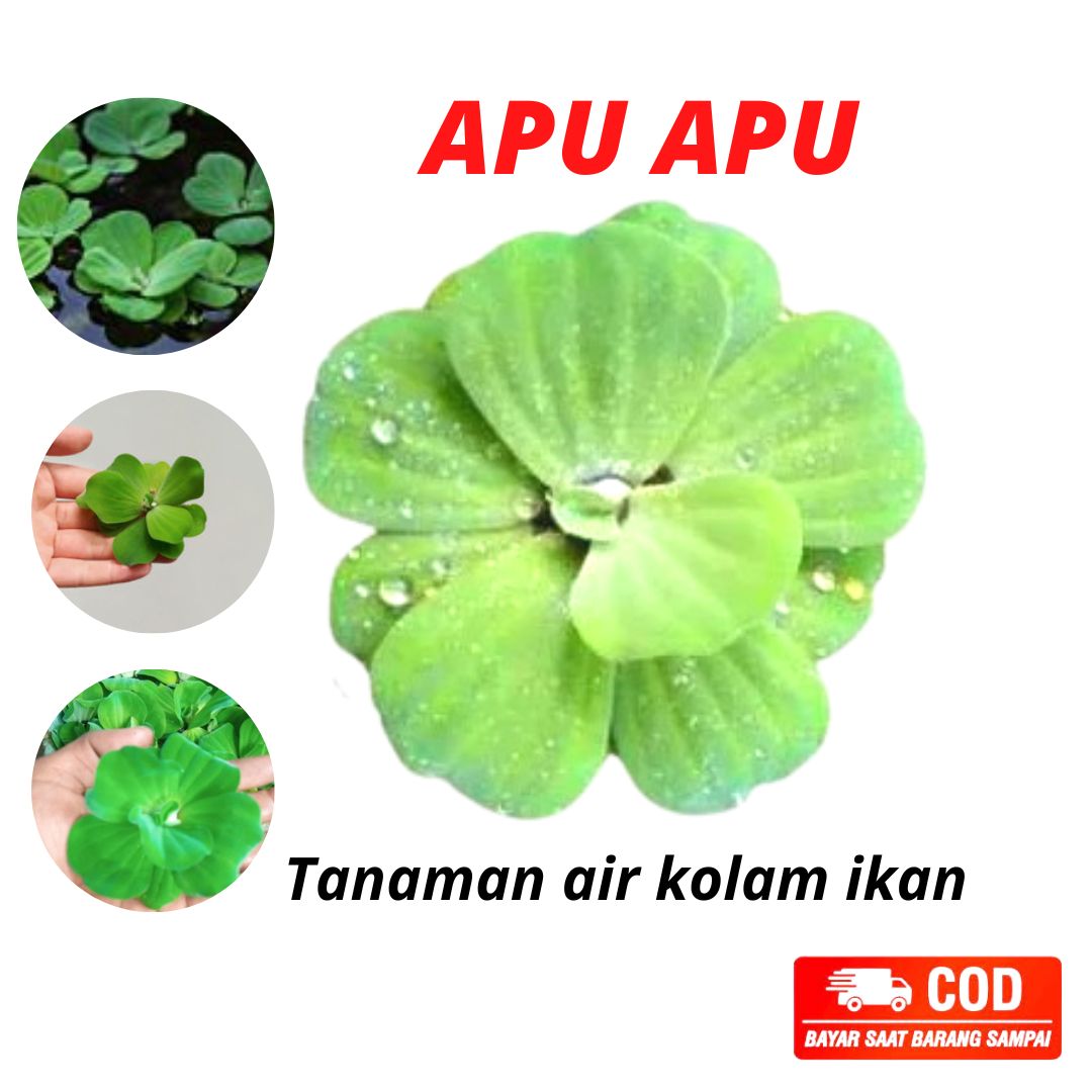 Bibit Tanaman Air Apu-Apu Kapu-Kapu Kiambang Kayu Apu | Lazada Indonesia