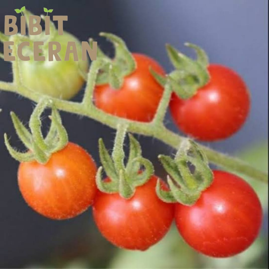 TOMAT CHERRY CHUNG REPACK - ISI +/-5 BENIH / BIBIT ECERAN / BENIH ...