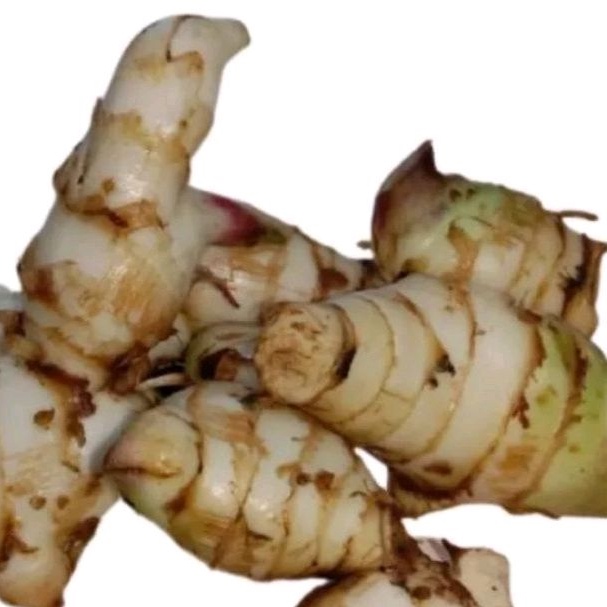 UMBI GANYONG PUTIH FRESH 1KG | Lazada Indonesia