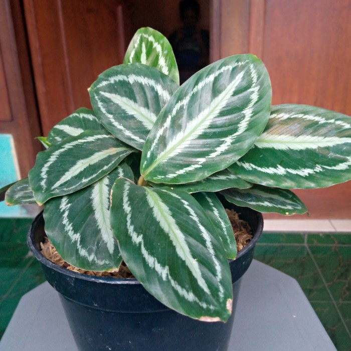 Bunga Calathea Semangka tanaman calathea semangka tanaman hias | Lazada ...