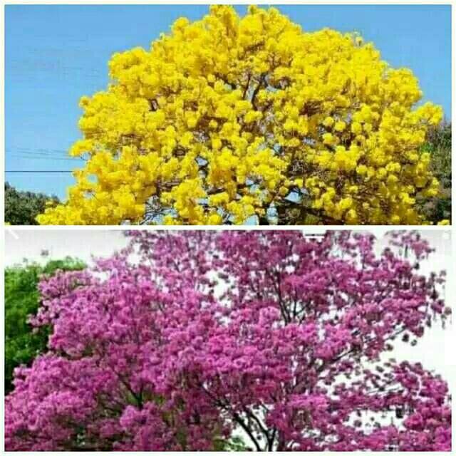 paket 2 jenis tanaman sakura tabebuya tabebuia bibit pohon bunga kuning ...