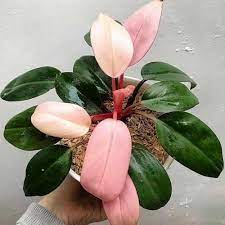 philodendron pink congo dewasa - pink congo philo tanaman | Lazada ...