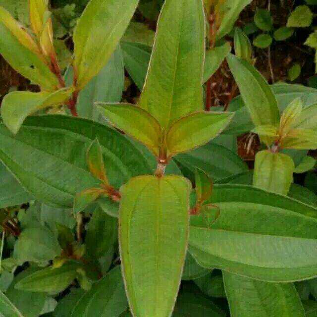 Promo Daun senggani atau harendong bokor segar 1kg | Lazada Indonesia