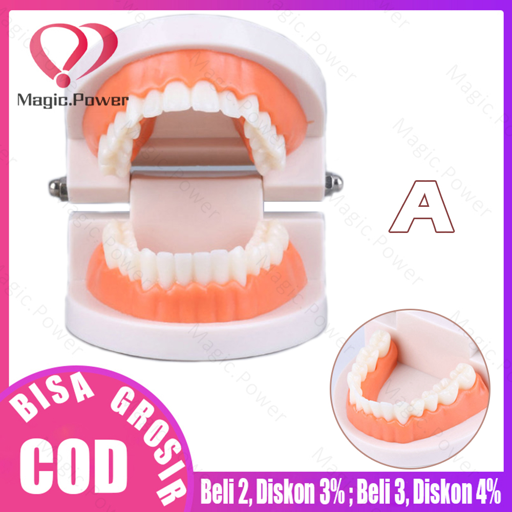 Model study edukasi dokter gigi / phantom studi rahang gigi typodont ...