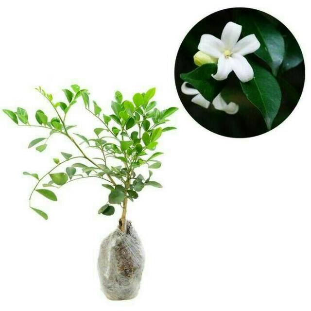Tanaman Hias Kemuning/ Pohon Bunga Kemuning Murraya paniculata | Lazada ...