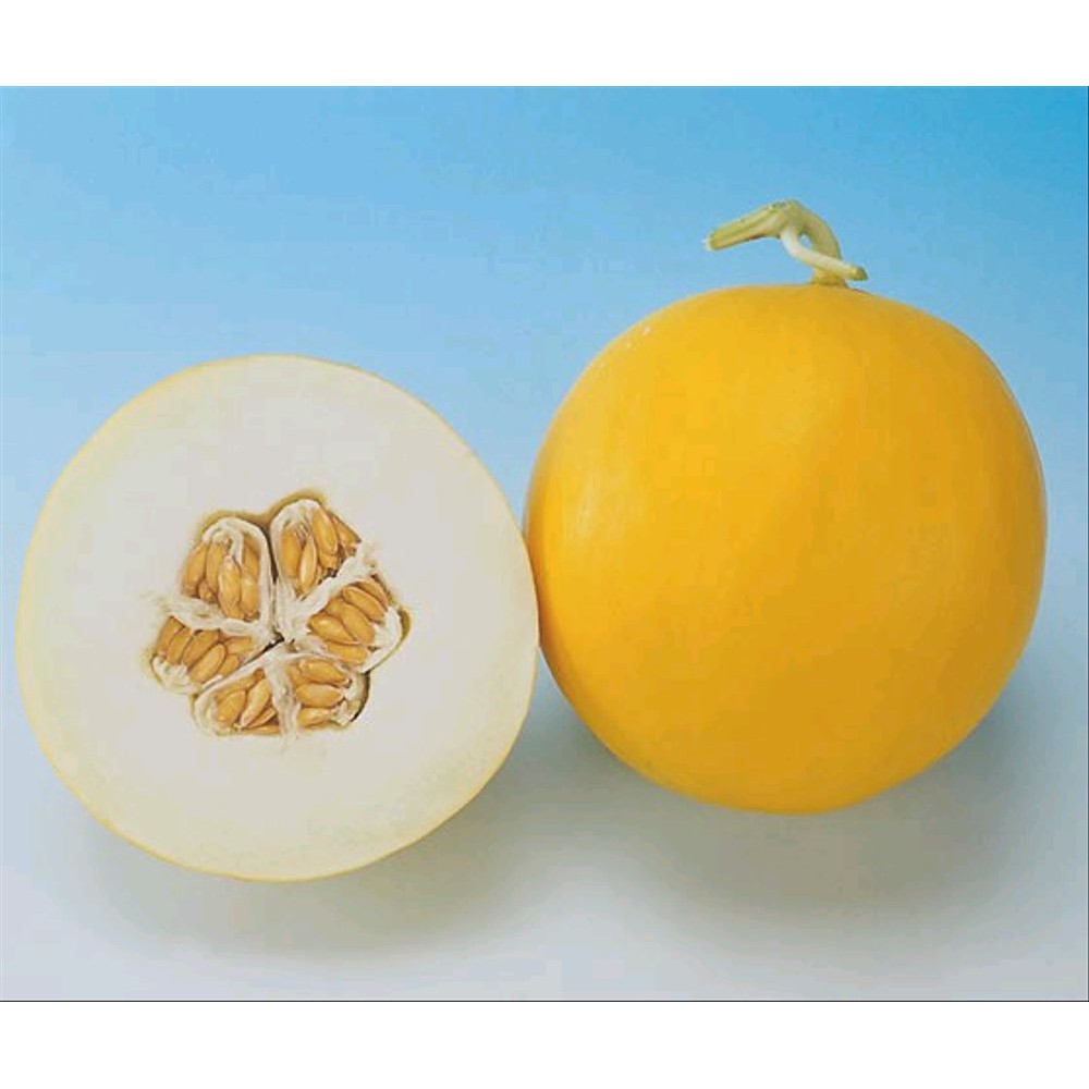 benih biji melon golden langkawi isi 10 biji | Lazada Indonesia