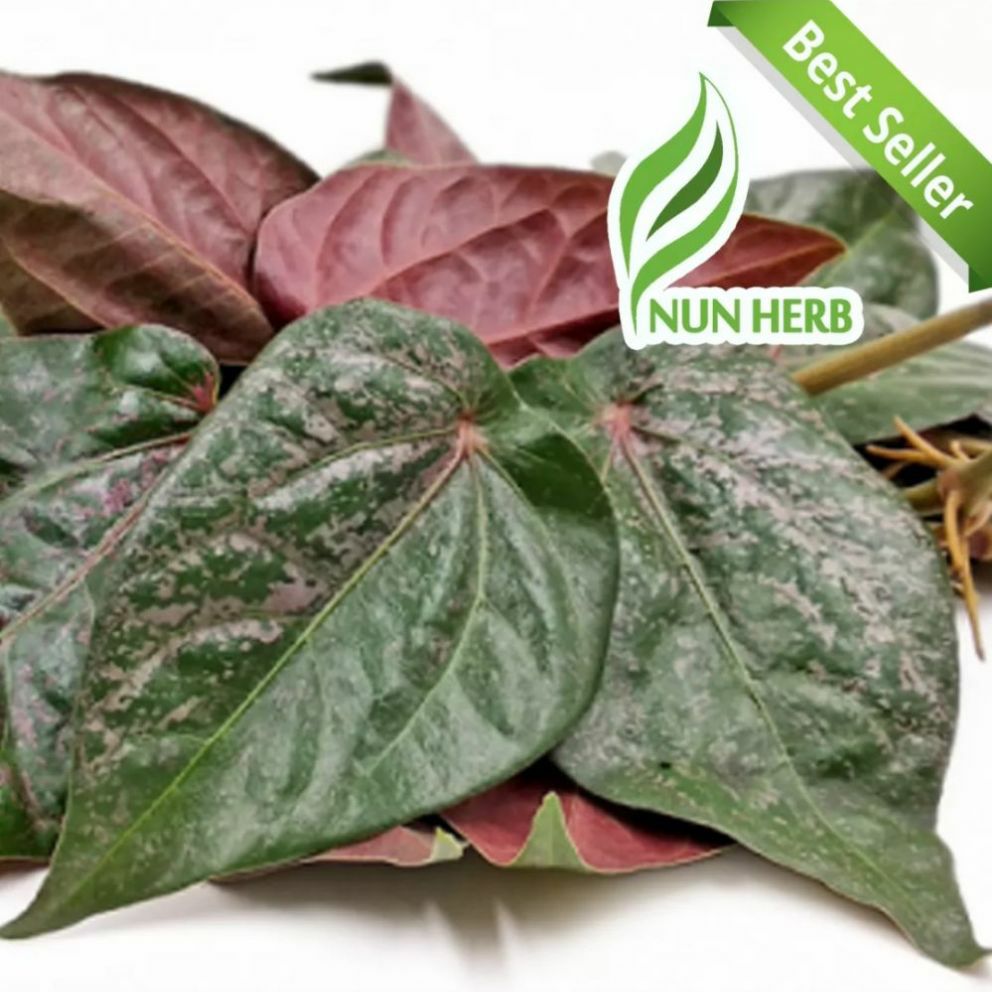 Daun Sirih Merah per 10 Lembar - Daun Herbal Sirih Merag | Lazada Indonesia