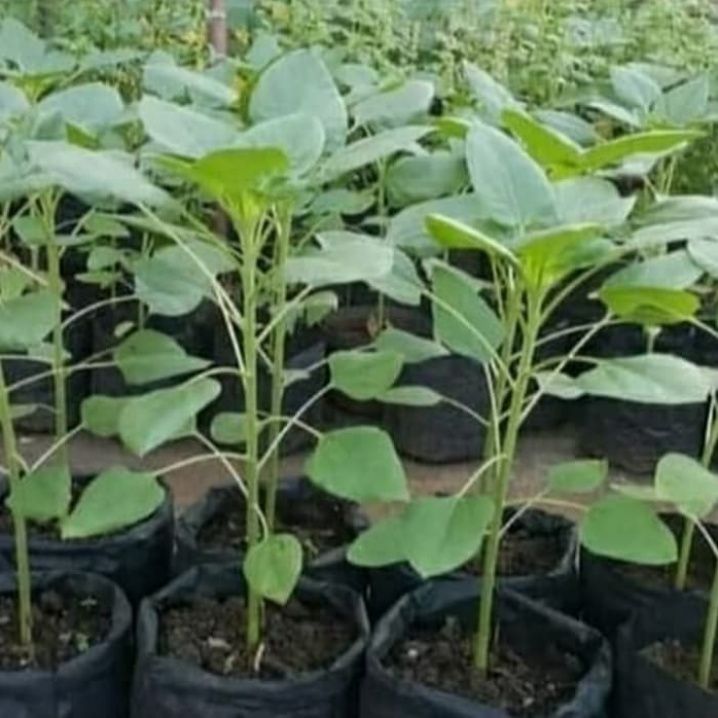 tanaman bunga matahari - pohon bunga matahari | Lazada Indonesia