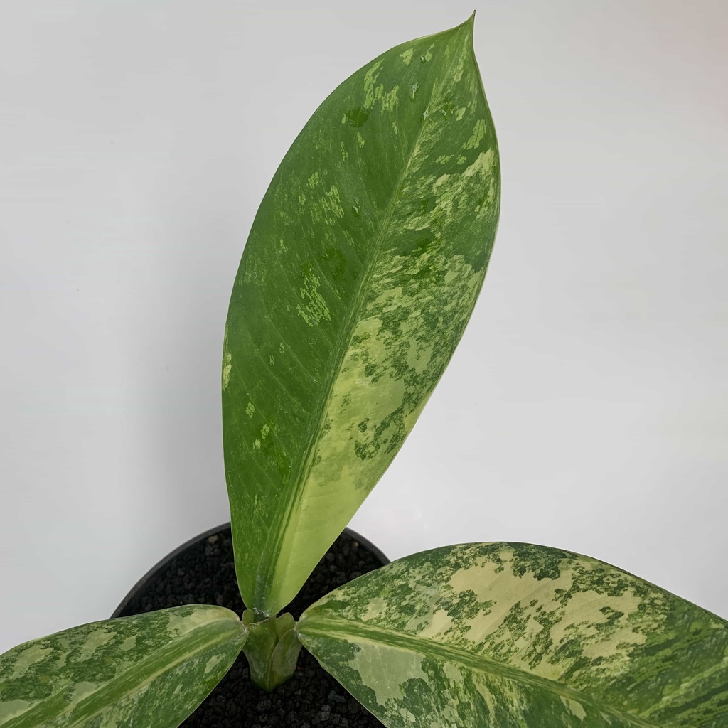 Tanaman Hias Dieffenbachia Panglima Variegata | Lazada Indonesia