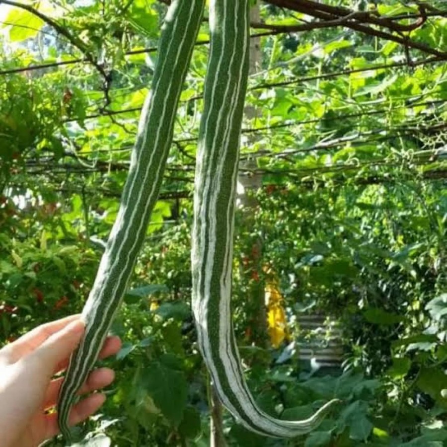 5 BUTIR BIJI/BENIH PARE BELUT | Lazada Indonesia