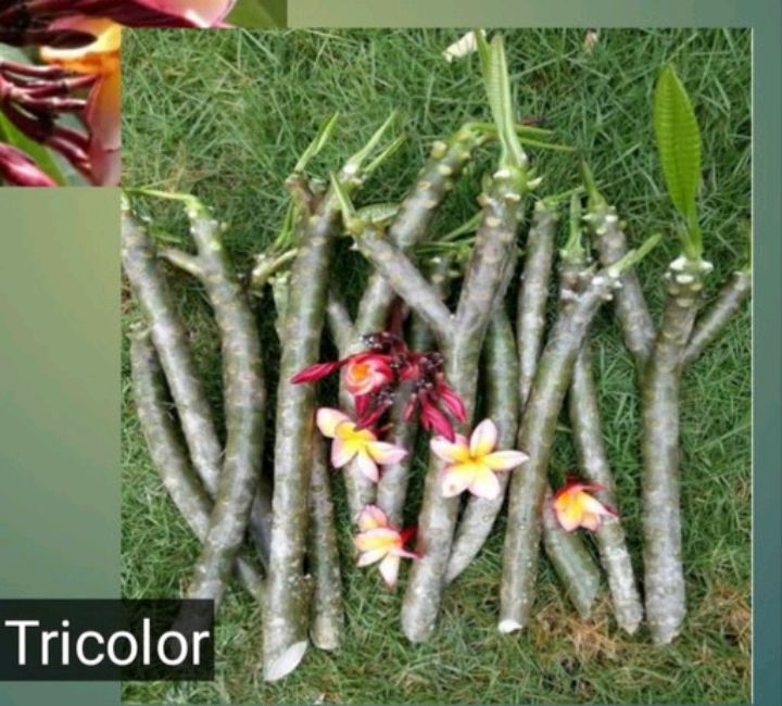 Stek Batang Pohon Kamboja Tricolor 50cm Batang Kamboja Tri color ...