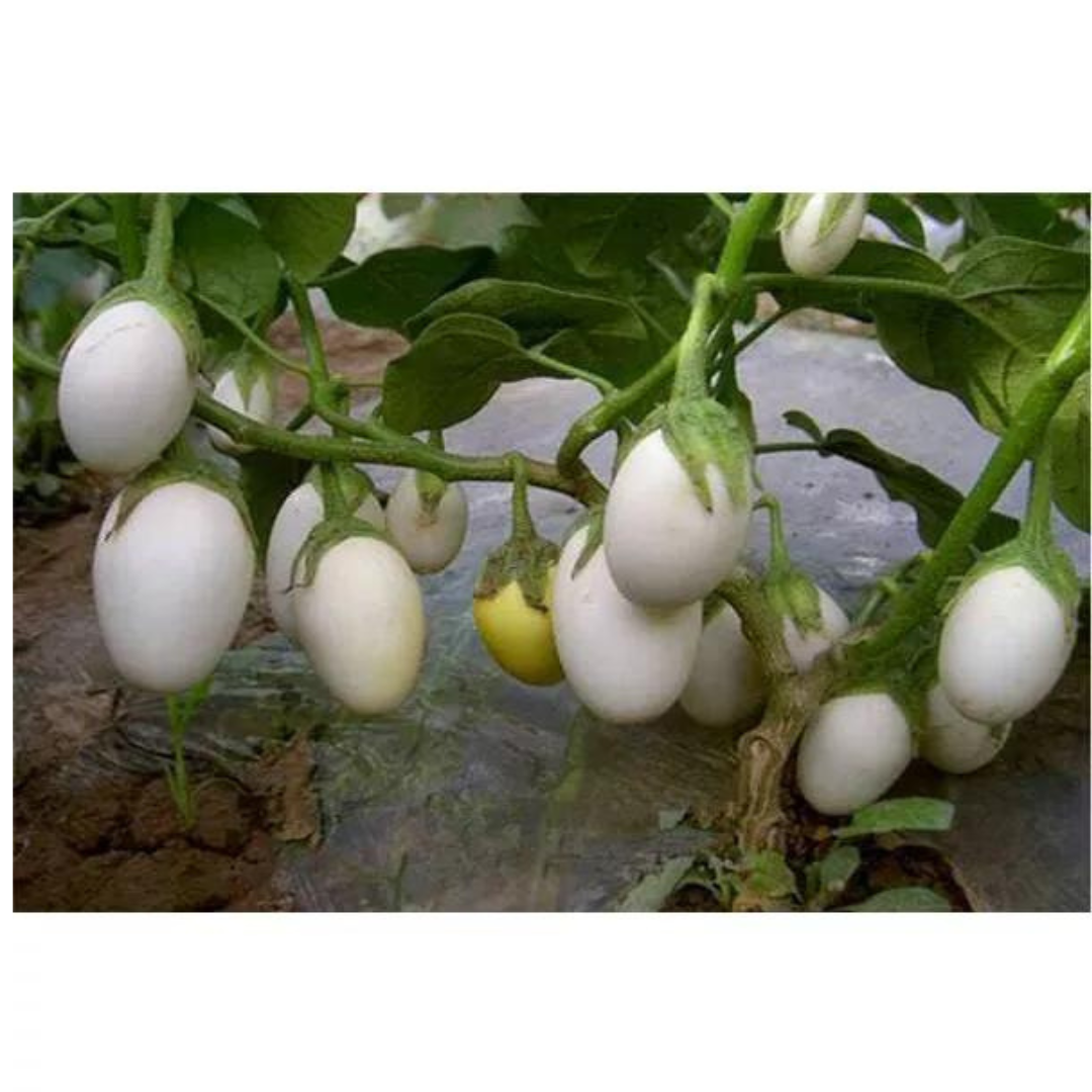 50 benih terong LALAP putih jeno F1 bibit tanaman sayur sayuran terung ...