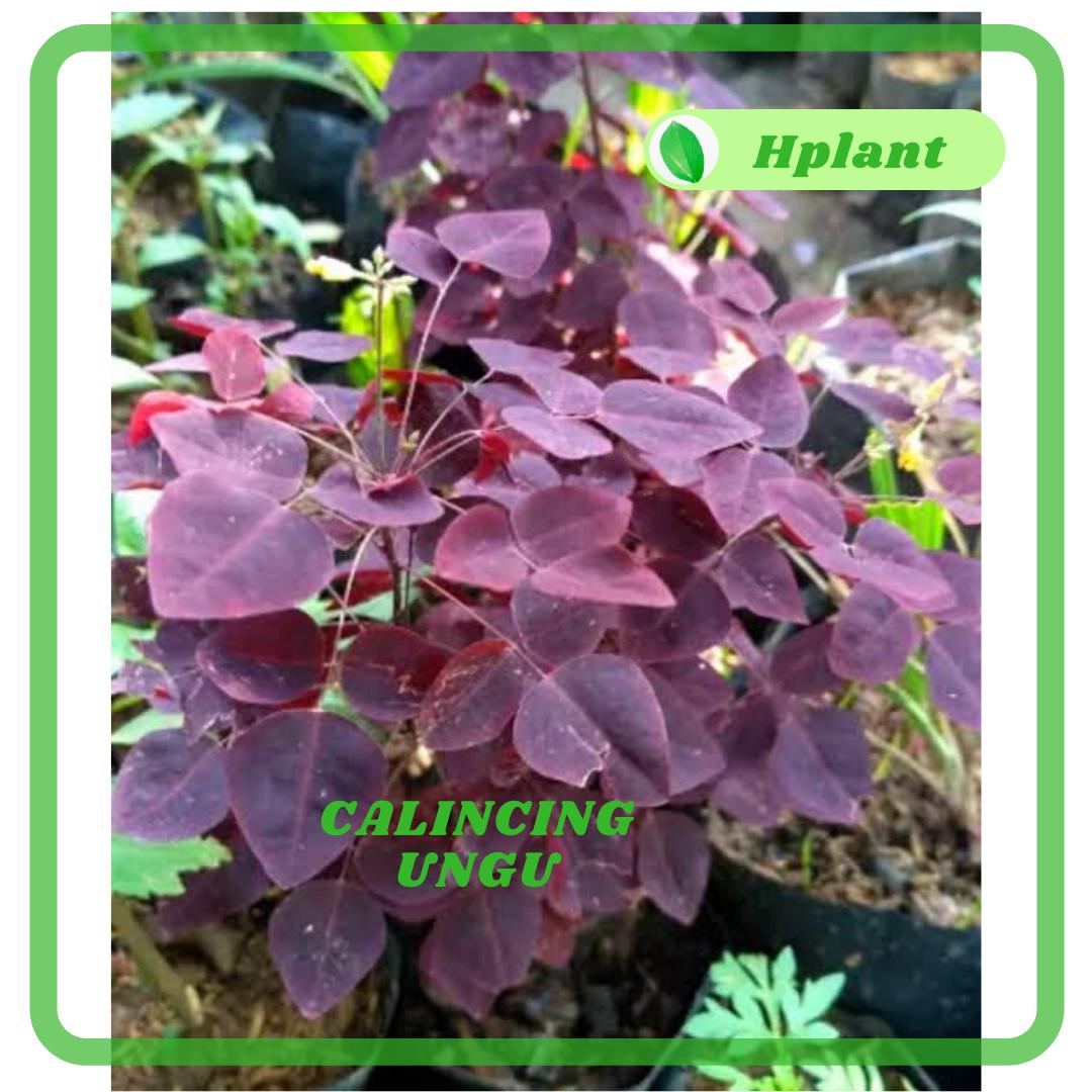 Tanaman calincing ungu | fire fern 'rubra' (oxalis hedysaroides ...