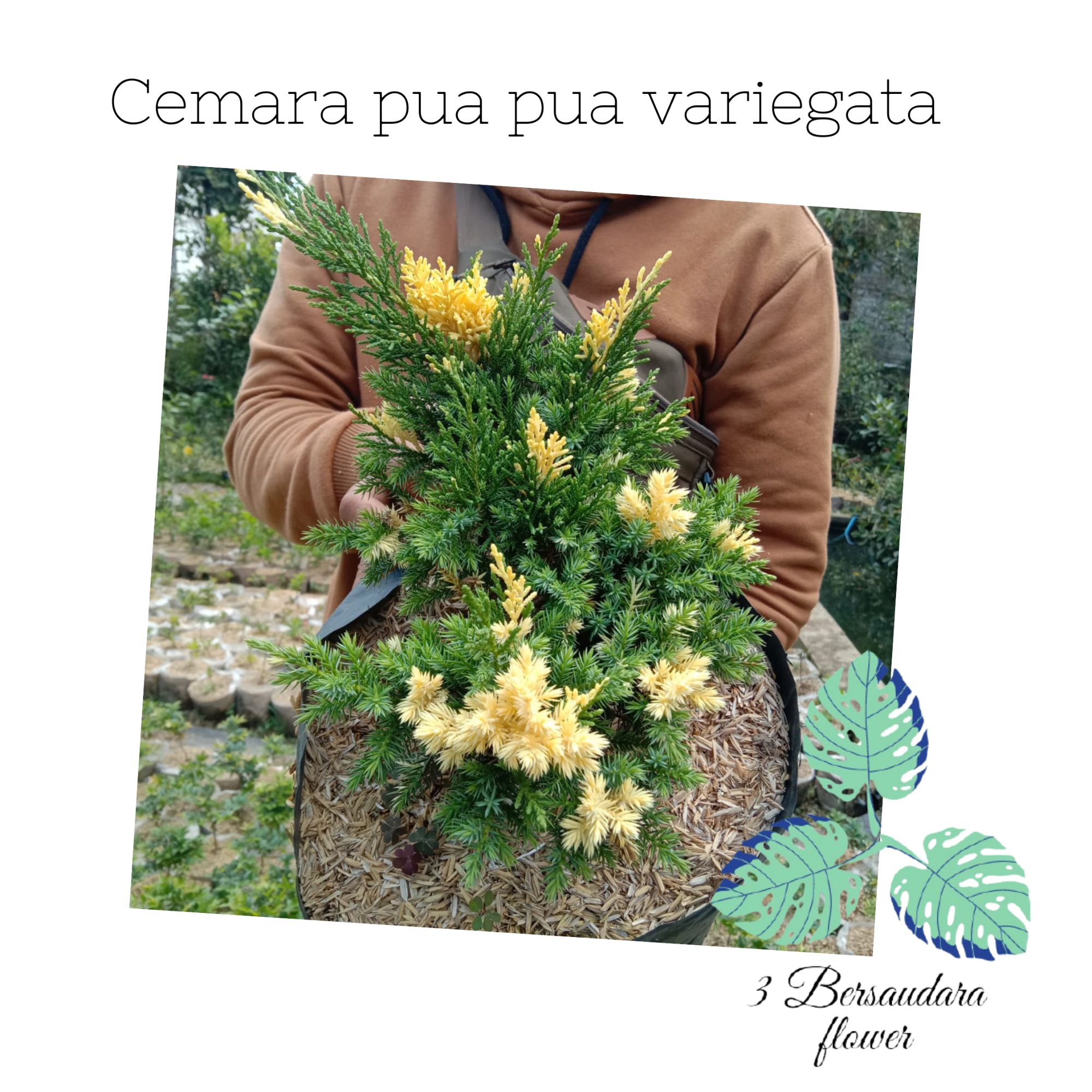 Bonsai cemara pua pua variegata | Lazada Indonesia
