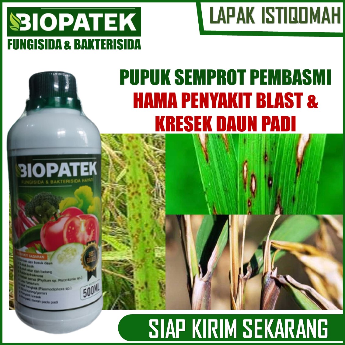 Fungisida Alami Atasi Kuning kerdil Padi Blast Hawar Kresek daun Padi ...