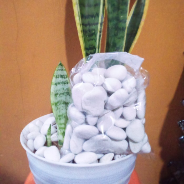 Batu Hiasan Tanaman Hias Pot Taman Aquarium Aquascape Koral Coral 1kg ...