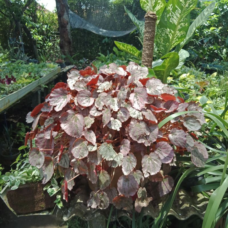 (INYONG PLANT) Tanaman Hias Begonia Merah Pink/Begonia Martin Mistery ...