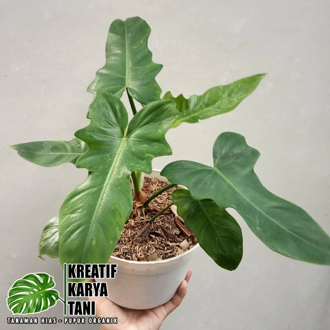 Tanaman hias philodendron dragon - Tanaman philo dragon | Lazada Indonesia