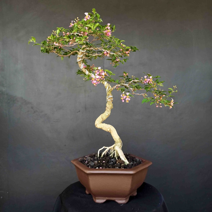 Bonsai Pohon Sakura Japan Berbunga Gaya Unik Perawatan Mudah | Lazada ...