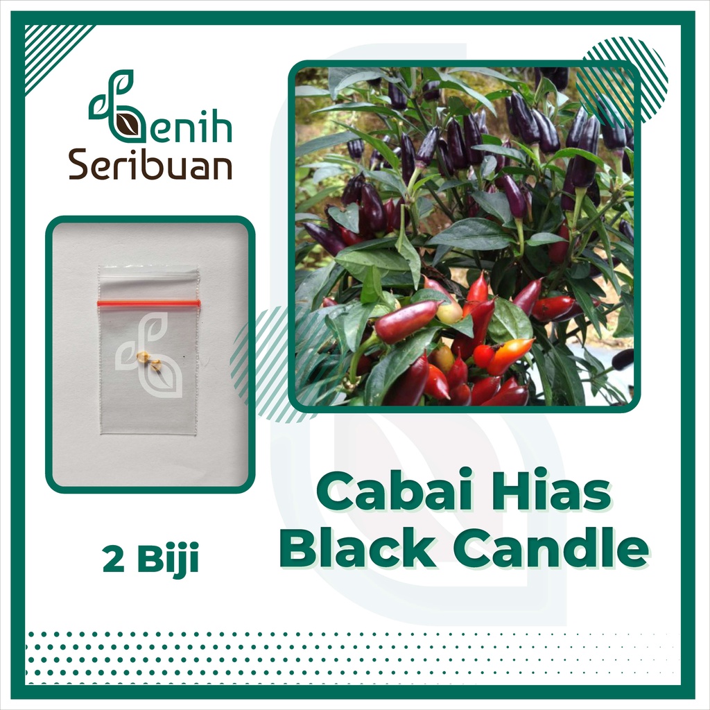 isi paket : 2 Bibit Cabe Hias Black Candle Light Benih Tanaman Cabai ...
