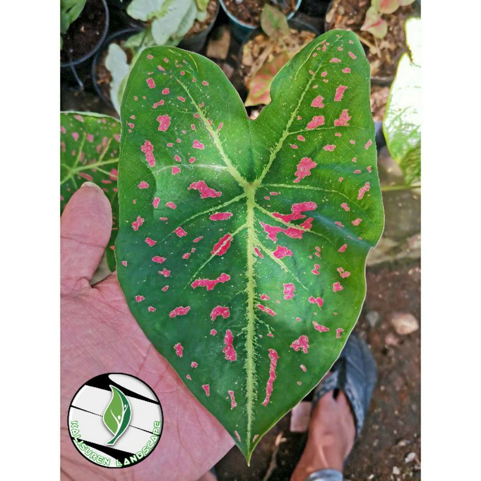 tanaman hias caladium bercak pink | Lazada Indonesia