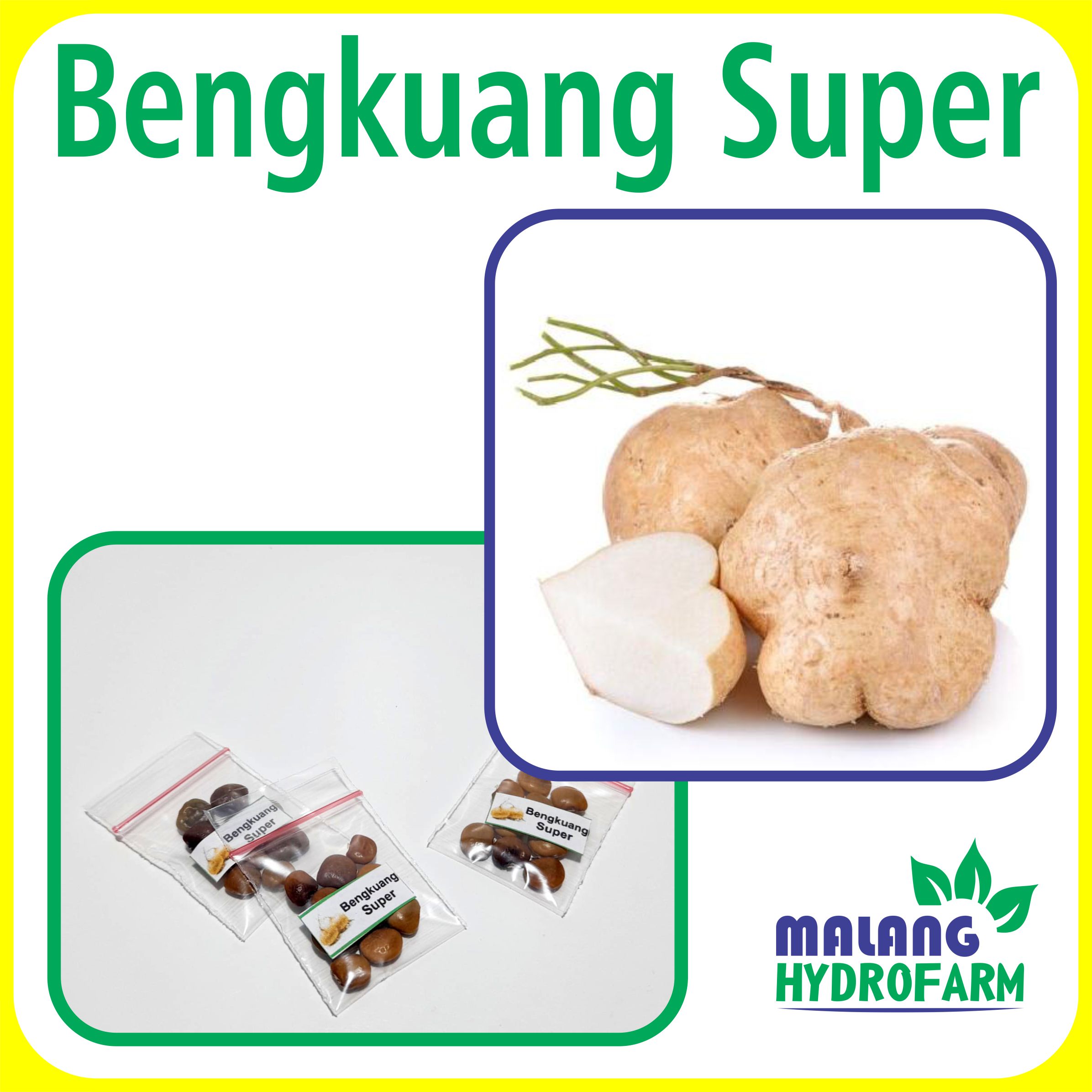Benih Bengkuang Super Unggulan berkualitas biji bibit repack bengkoang ...