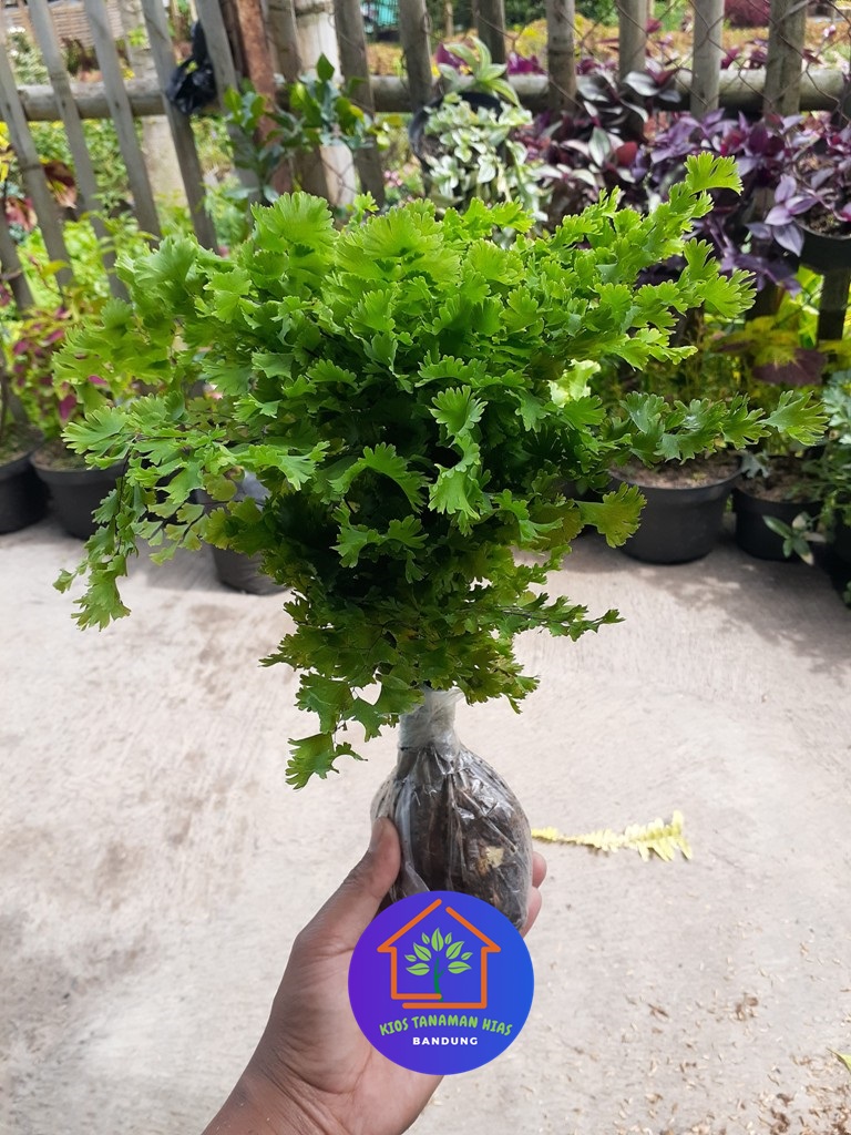 COD Tanaman hias suplir daun jumbo keriting kribo langka gantung ...