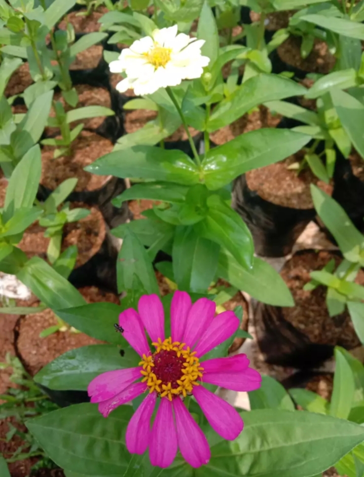 Tanaman hias bunga kertas zinnia | Lazada Indonesia