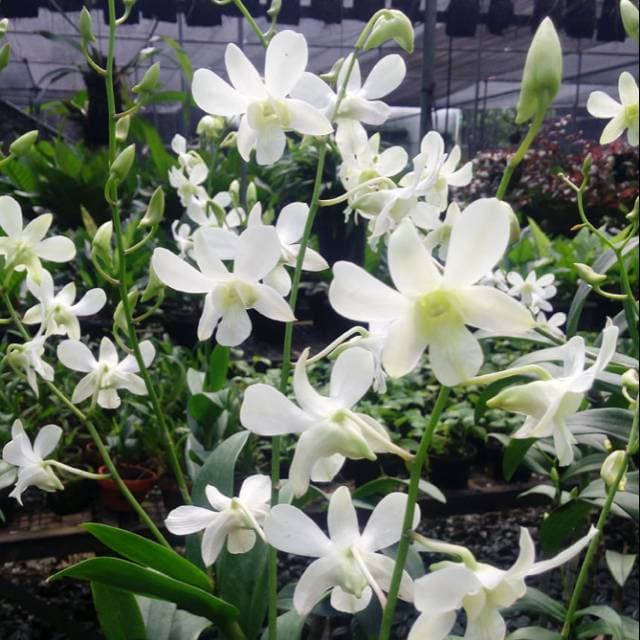 tanaman hias anggrek dendrobium putih-bunga anggrek dendrobium putih ...