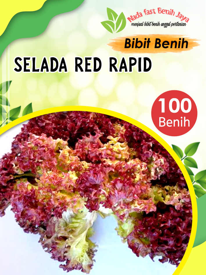 100 biji Benih bibit sayuran daun selada merah Red Rapid - bibit ...