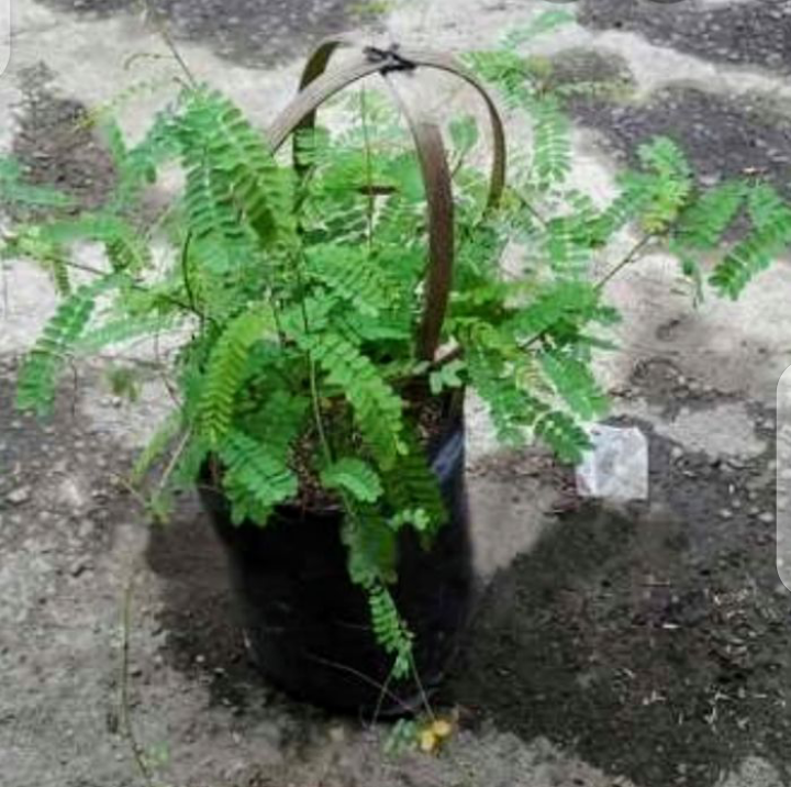 Tanaman herbal daun saga - pohon saga | Lazada Indonesia