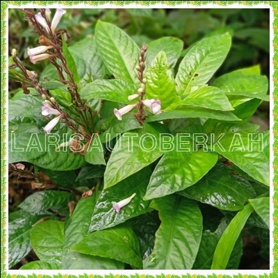 daun reundeu segar lalapan reundeu organik 1 kg fresh baru di petik ...