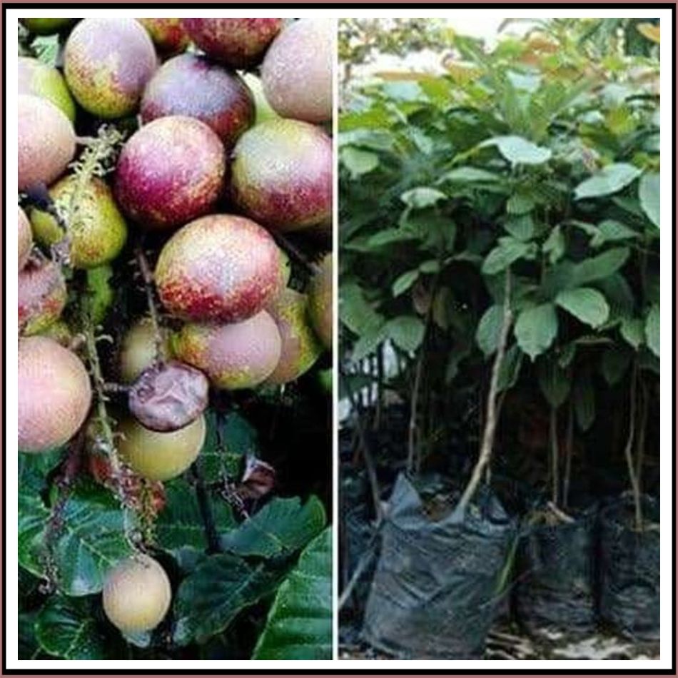 Bibit Matoa Pohon Matoa Bibit Buah Matoa Tanaman Matoa Hasil Pembibitan ...