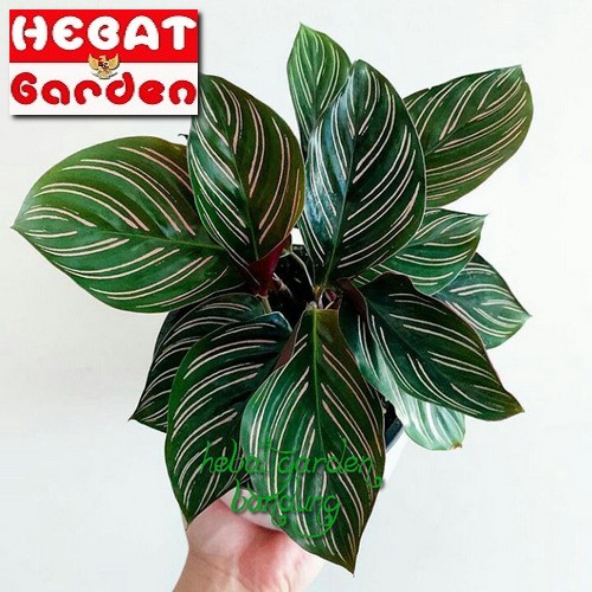 Tanaman Calathea ornata batik merah - maranta wayang | Lazada Indonesia