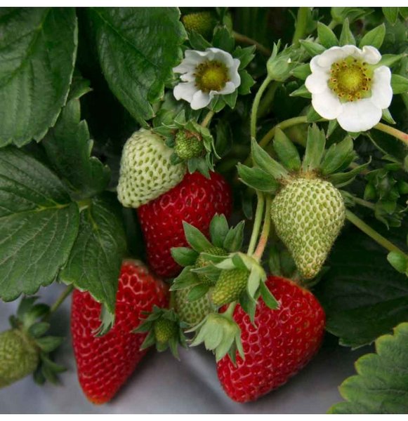 paket 4 pohon bibit strawberry California jumbo manis murah | Lazada ...