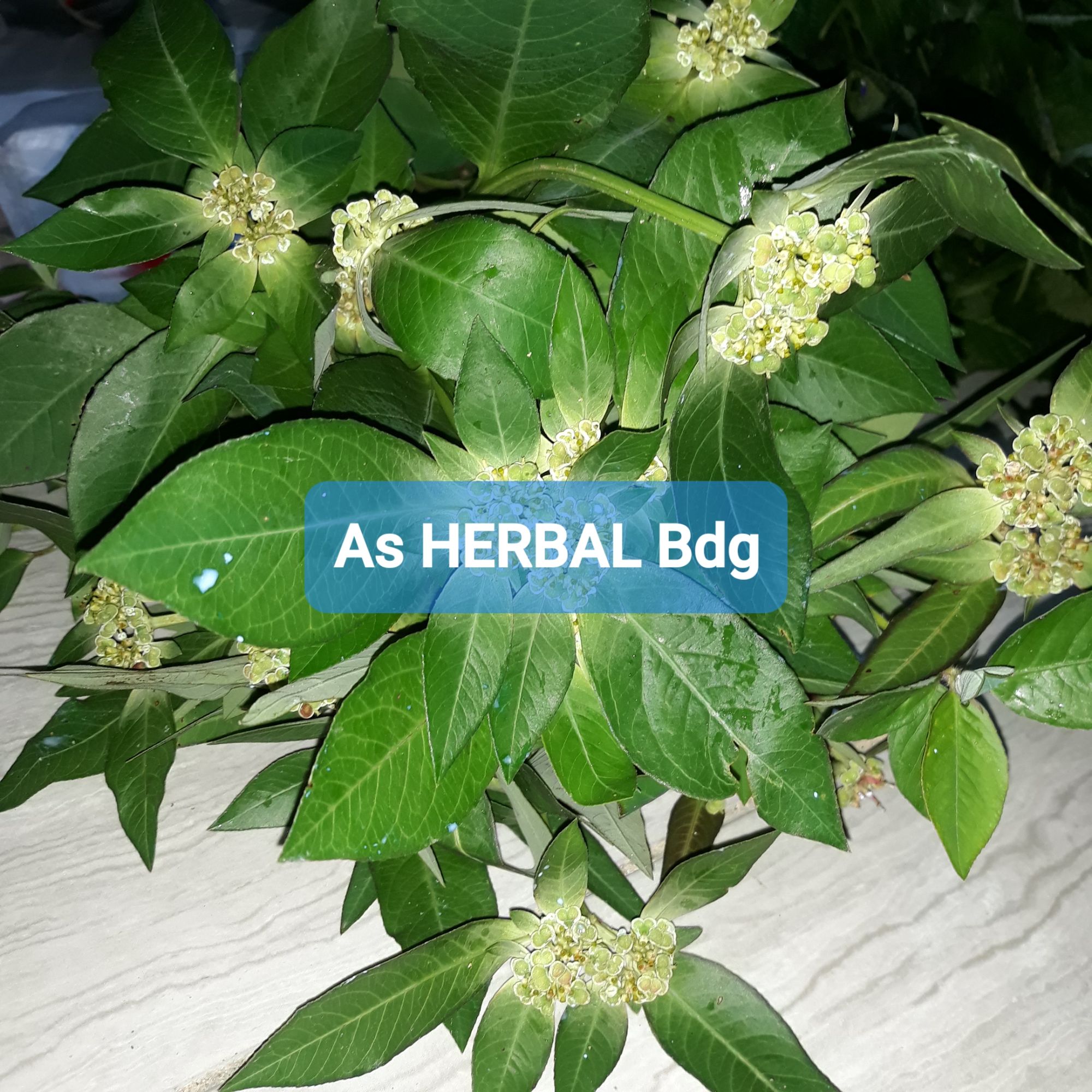 Daun kate mas atau patik mas suduk mentul 300 gram segar | Lazada Indonesia