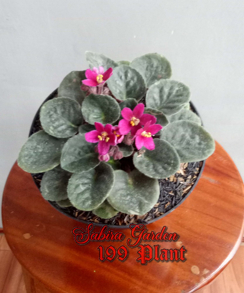 TANAMAN HIAS Violces bunga merah (African violets red) | Lazada Indonesia