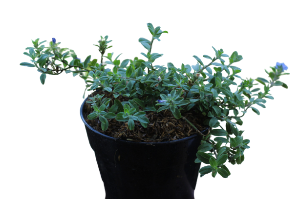 TANAMAN HIAS BUNGA BABY BLUE EYES TANAMAN HIAS PROMO COD | Lazada Indonesia