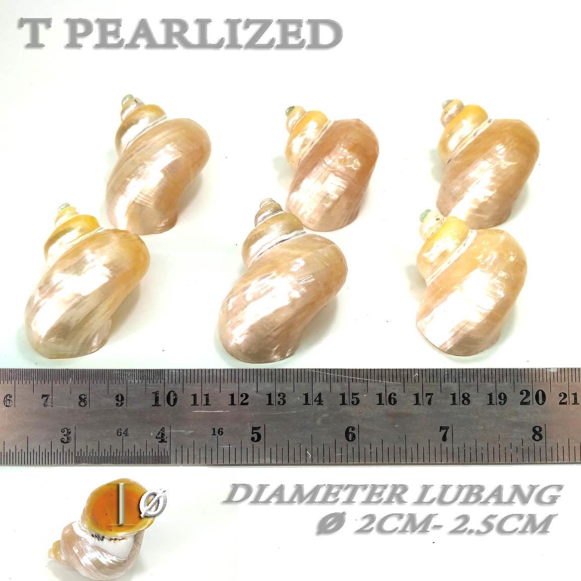 T PEARLIZED shell cangkang rumah kelomang umang umang keong hermit crab ...