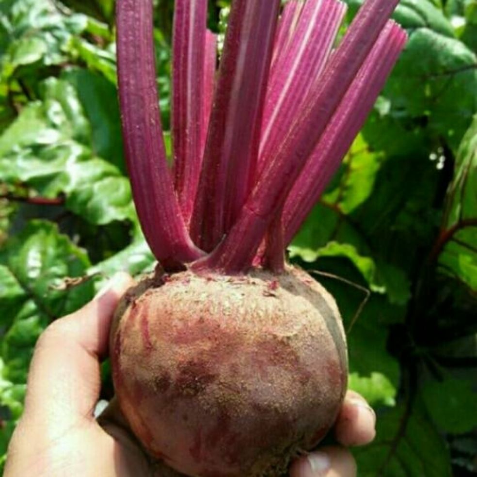BUAH BIT / BEET ROOT 1 KG | Lazada Indonesia