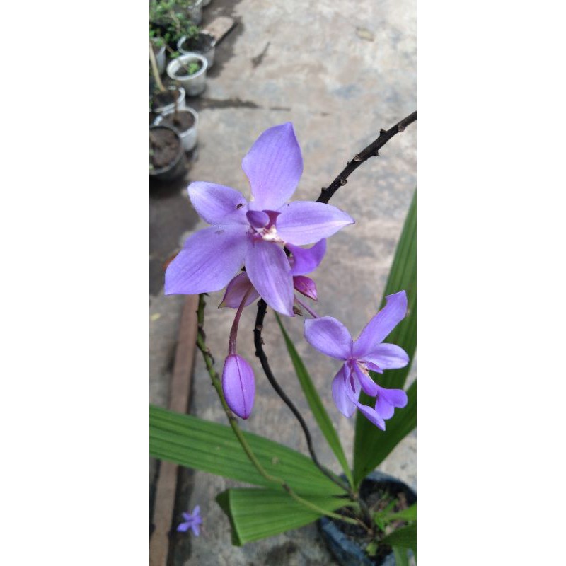 Anggrek bambu anggrek tanah | Lazada Indonesia