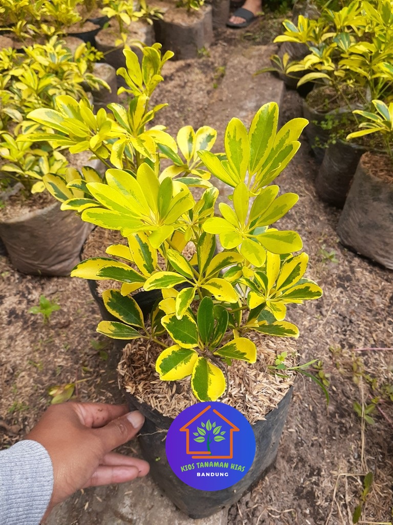 COD Tanaman hias walisongo hidup golden varigata kuning | Lazada Indonesia