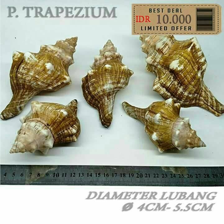 P TRAPEZIUM BESAR cangkang shell kelomang keong umang umang pompongan ...