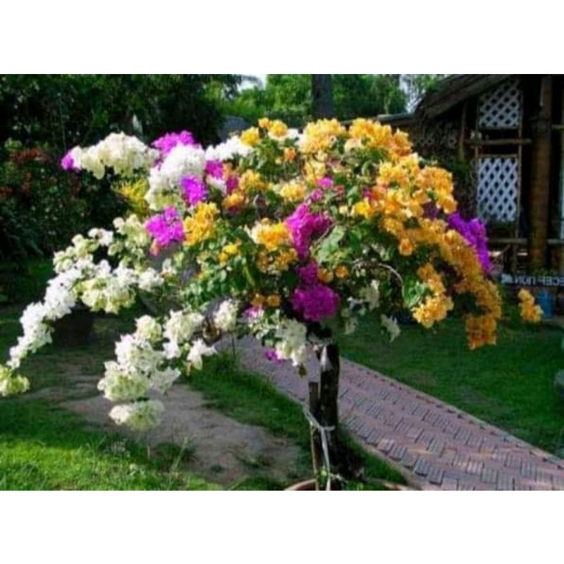 Bibit bungga bugenvil 3 warna / bunga kertas | Lazada Indonesia