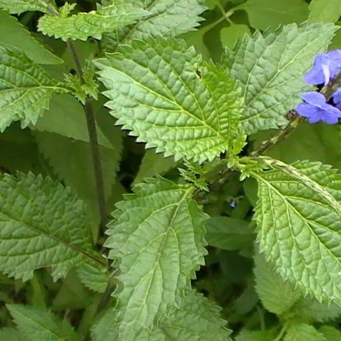 Daun pecut kuda /pecut kuda segar200 gram | Lazada Indonesia